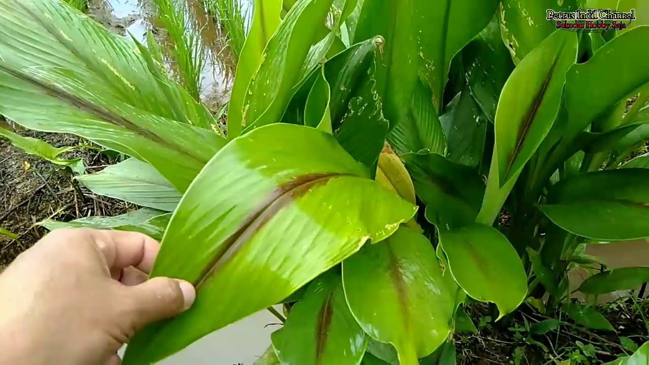 Tanaman Obat Herbal | Tanaman Temu Putih - YouTube