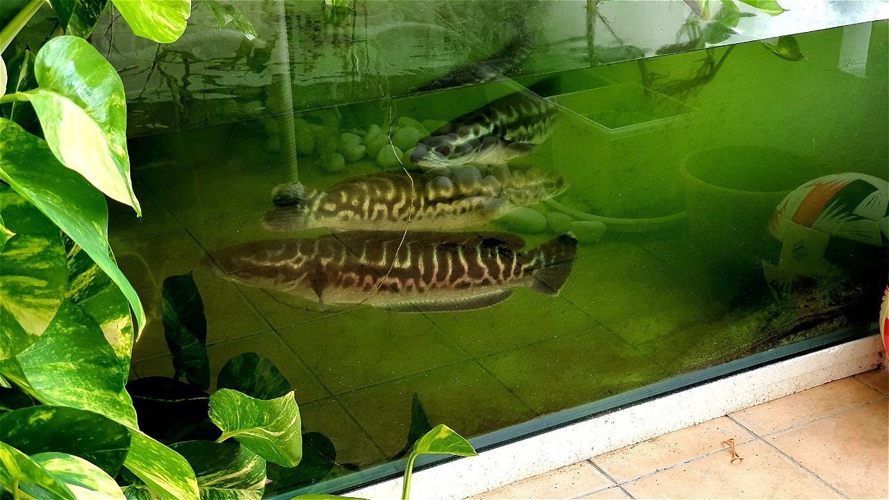 Channa micropeltes | The Giant Snakehead Fish | Toman Harimau - YouTube