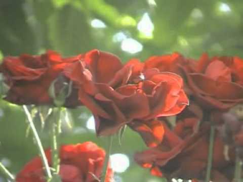Nihat Hatipoğlu - Kabir ve Ötesi 2