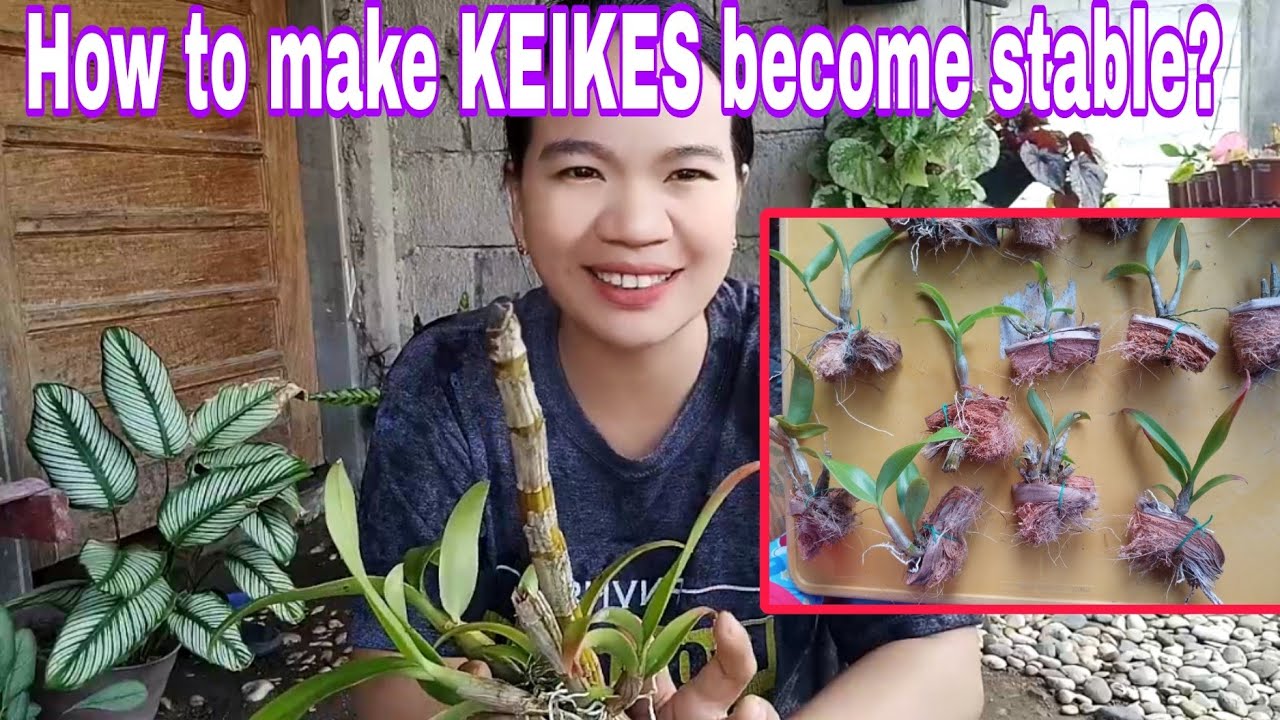 How to make keikes become stable? ORCHIDS PROPAGATION WITH KEIKES. # ...