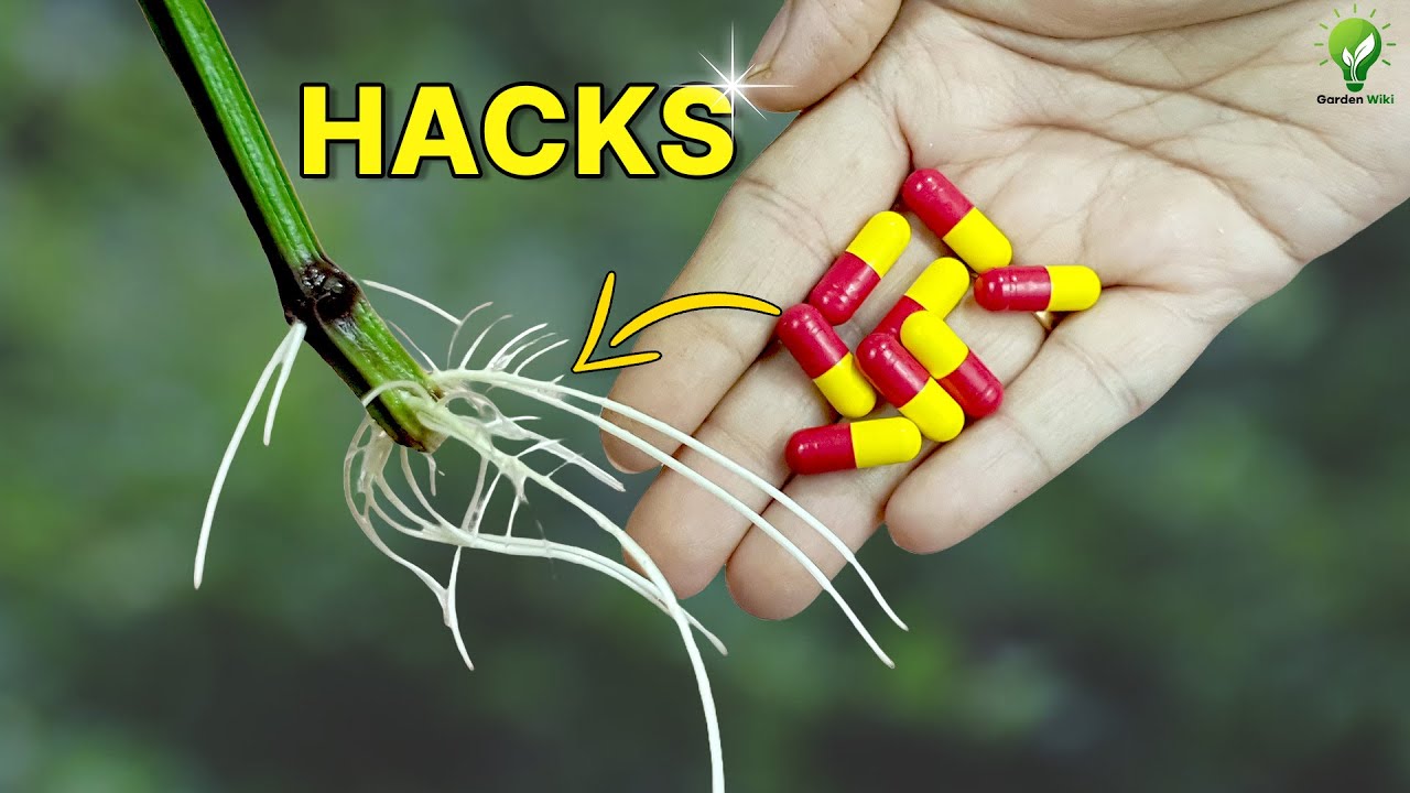 10 ROOTING HACKS FOR 100% SUCCESS | GOLDEN RULES FOR CLONING PLANTS IN ...
