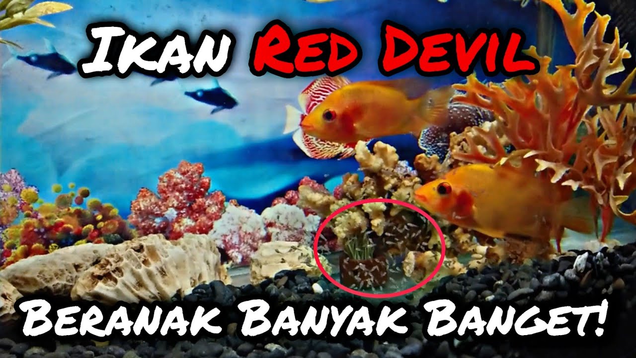 Ikan Red Devil Beranak Banyak - Induknya Mendadak Agresif Banget 😱 ...