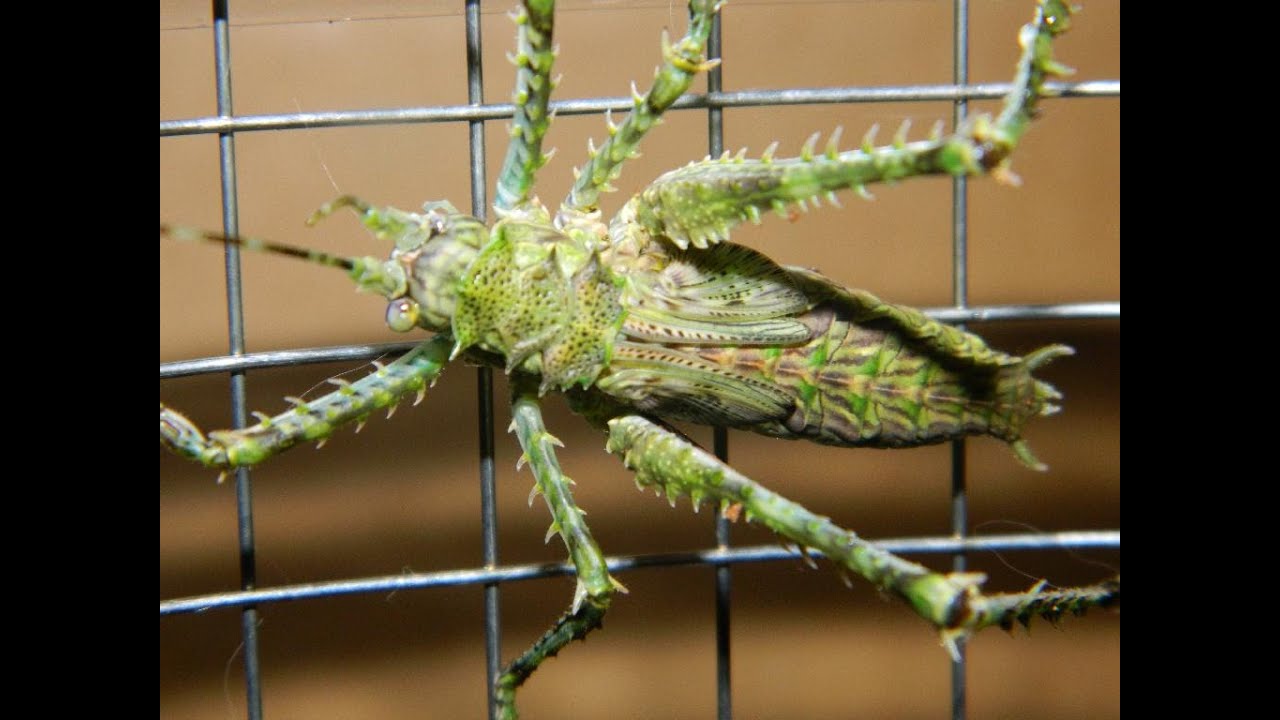Phricta Spinosa - Rainforest Tree Katydid - YouTube