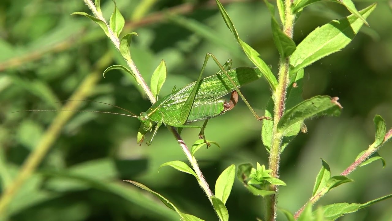 Fork Tailed Bush Katydid - YouTube