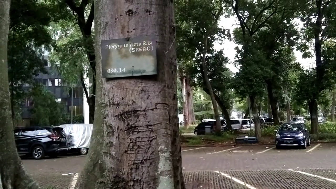 AKAR BANIR II POHON PELINDUNG II Pohon dan tanaman penyerap polutan ...