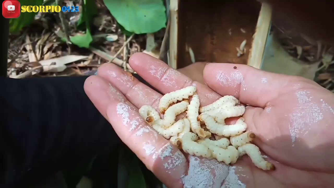 Tips dan Cara Mencari Ulat Bambu - YouTube