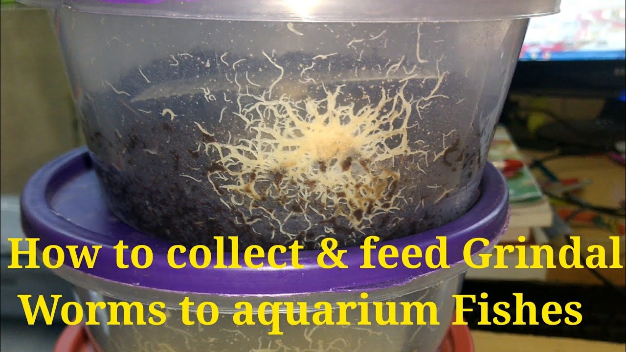 How to collect & feed Grindal Worms to your aquarium Fishes in Hindi ...