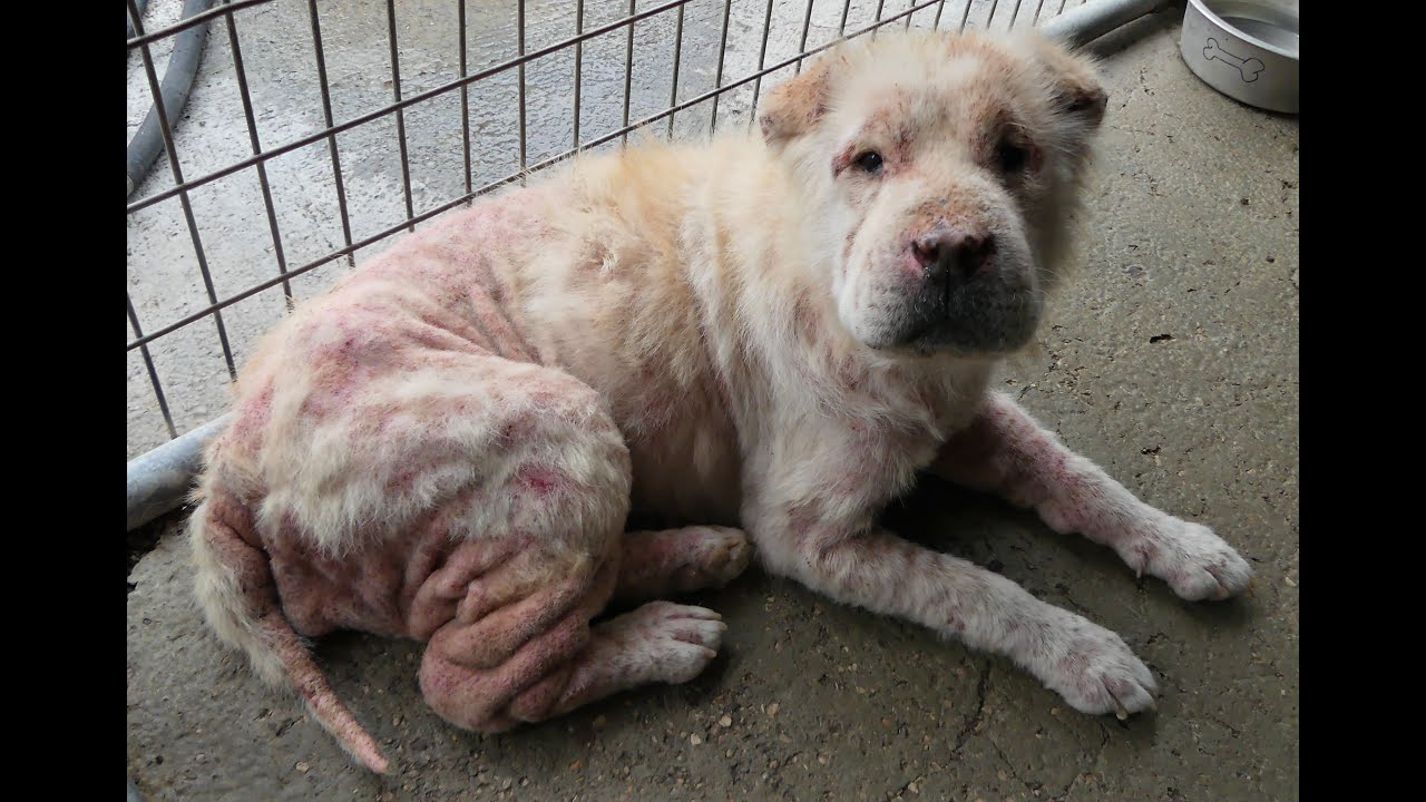 .. HOMELESS STREET DOG WAS SCHEDULED TO DIE .. SEVERE DEMODEX MANGE ...