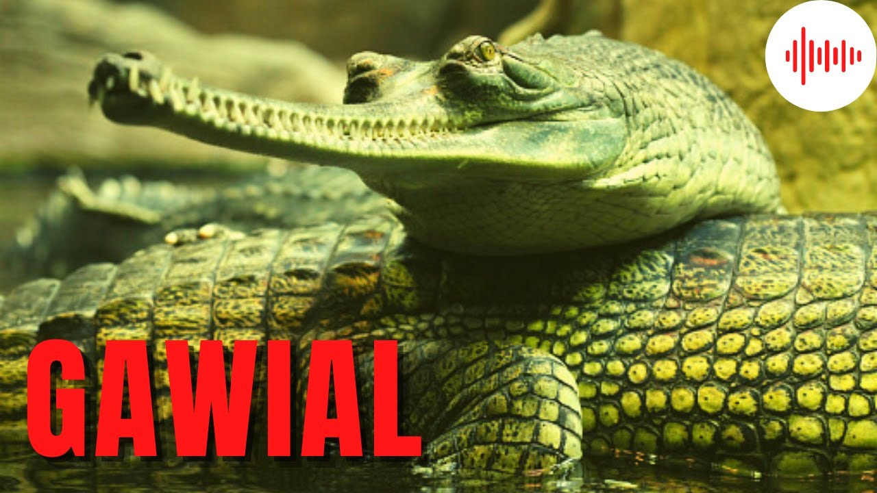 Gawial. Odgłosy Gawiala. Dźwięki Gawiala. Odgłosy jakie wydaje Gawial ...
