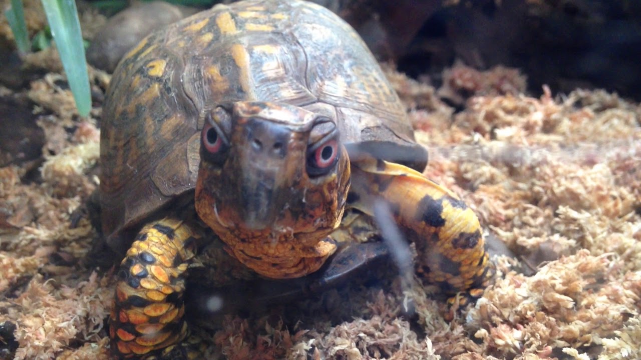 Sparky-Preventative Medicine-box turtle care - YouTube