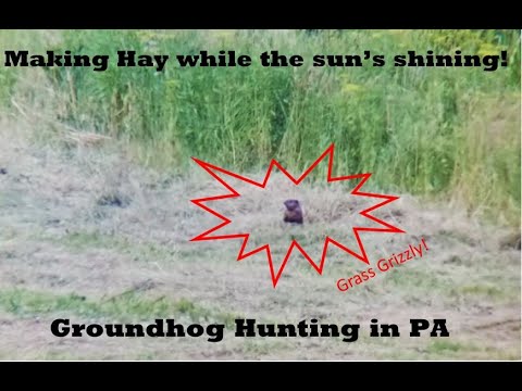 Ground Hog Hunting in PA... - YouTube