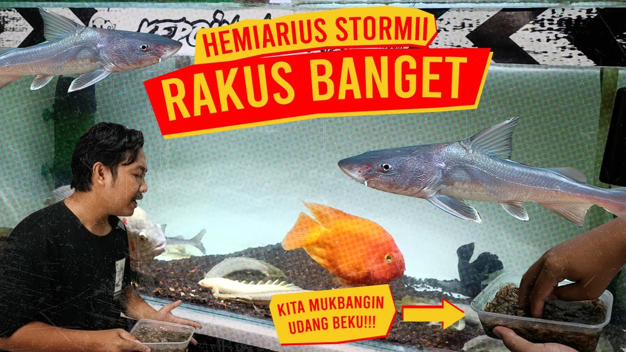 RAKUS BANGET! UPDATE HEMIARIUS STORMII CATFISH - YouTube