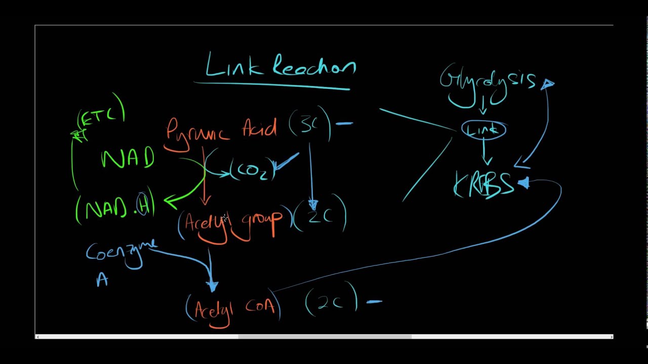 Respiration - Part 2 - The Link Reaction - YouTube