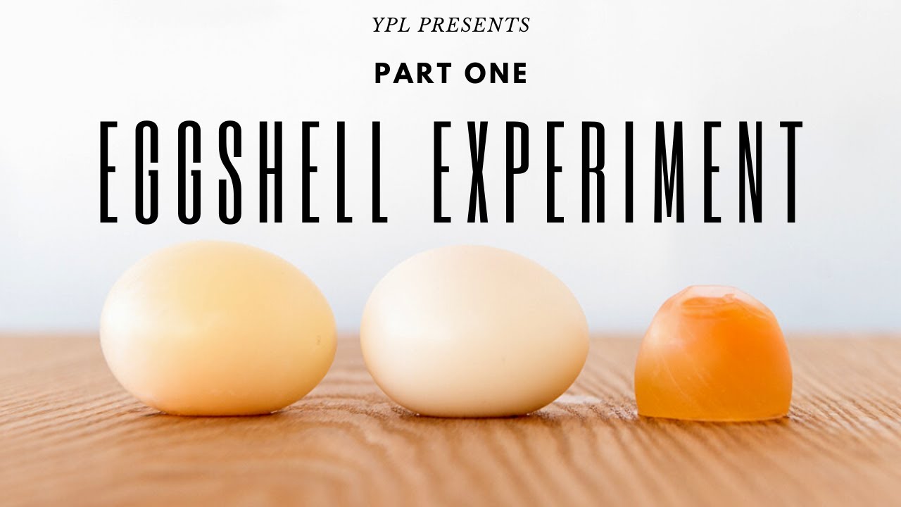 Eggshell Experiment: PART 1 - YouTube