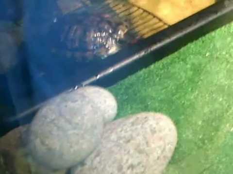 TURTLE FAIL!!! - YouTube