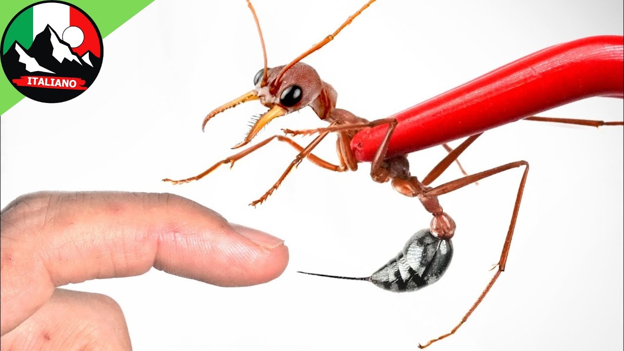 PUNTURA della FORMICA BULLDOG! 🐜 Test del dolore! | Brave Wilderness ...