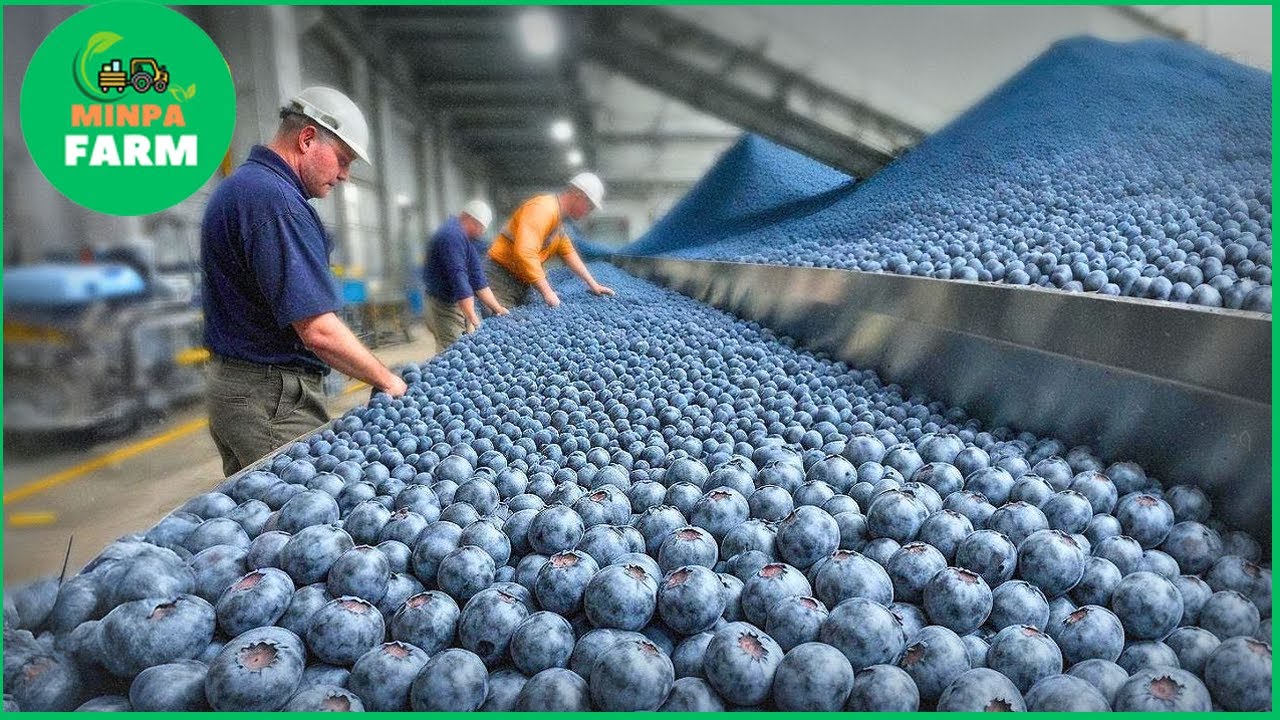 Blueberries MEGA FACTORY: Harvesting and Processing Thousands of ...