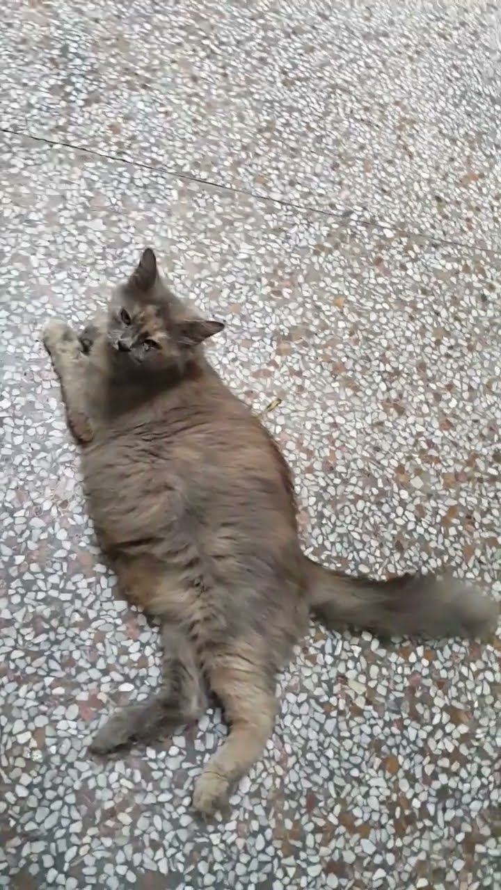 jennat pregnant again - YouTube