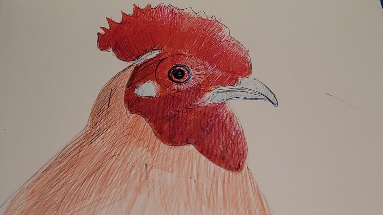 el gallo 🐓 a pen drawing pg a Rooster done with colorpen galloart # ...