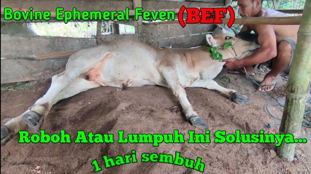 Cara Mengobati Sapi Lumpuh Atau Roboh (BEF) - YouTube