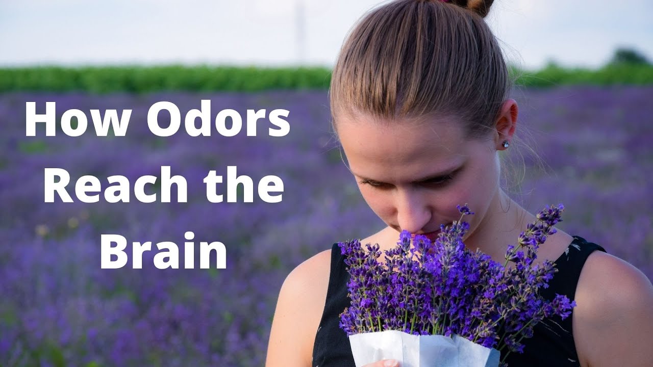 The Science of Smell How Odors Are Processed in the Brain - YouTube