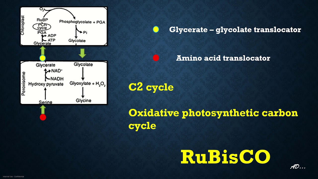 Photorespiration, C2 cycle, oxidative photosynthetic carbon cycle ...