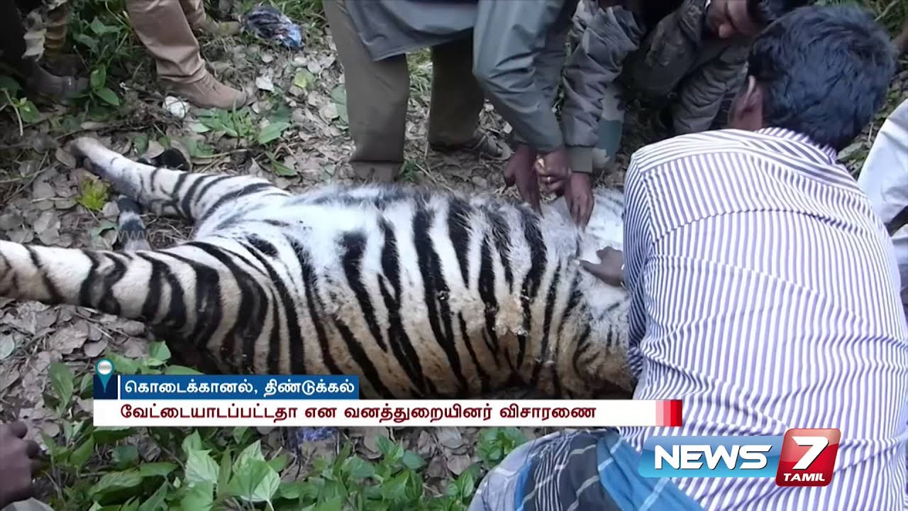 Forest officers probe tiger's death in Kodaikanal | News7 Tamil - YouTube
