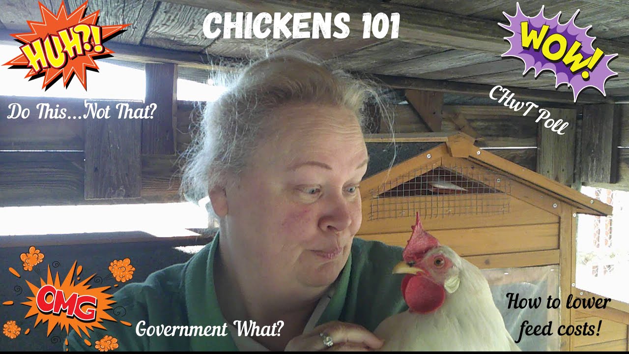 Chickens 101🐔 From Chicken Feed to the Government! Do what makes you ...