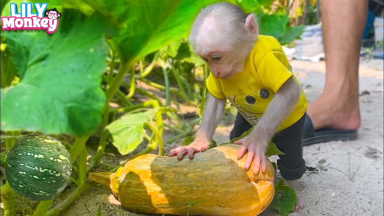 Monkey Lily obediently helps dad harvest pumpkins to make milk - YouTube