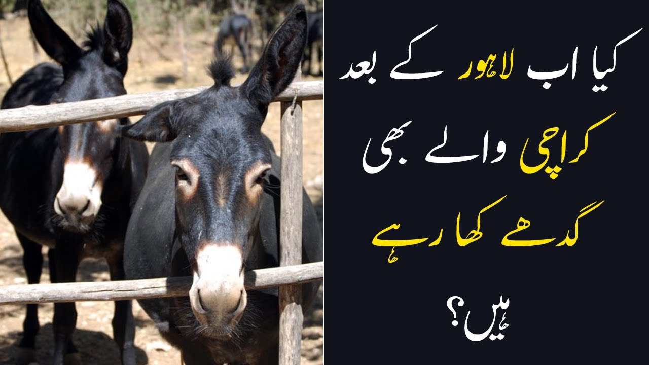Donkey Meat in Karachi Wedding Hall | Shaadi Hall Me Ghaday Ka Gosht ...
