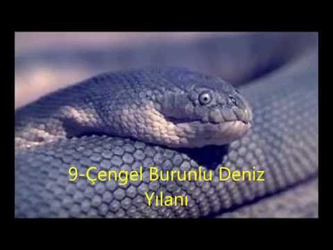 İnsanları Öldüren En Korkunc 10 Yılan