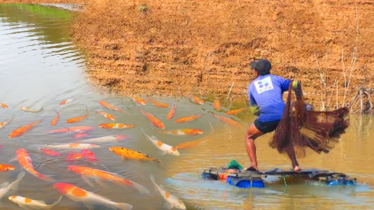 Unique Cast Net Fishing Underwater, Amazing Cast Net Fishing In River ...
