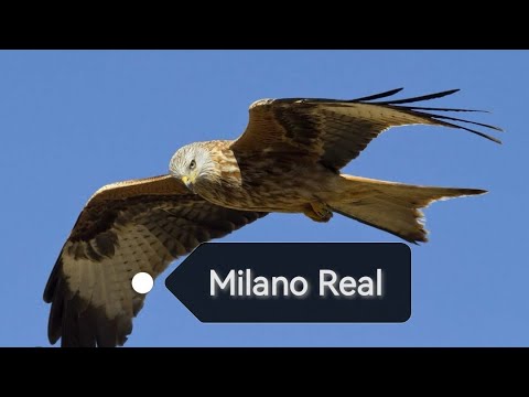 Milanos: Aves Rapaces Diurnas Y Su Conservación | Loros Y Guacamayos