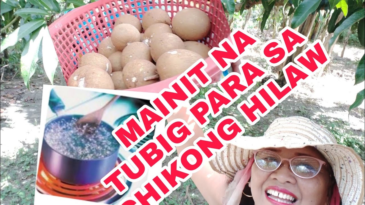 #TIPS MGA KA #FARMING KUNG PAANO MAPADALING PAHINUGIN ANG #CHICO NA ...