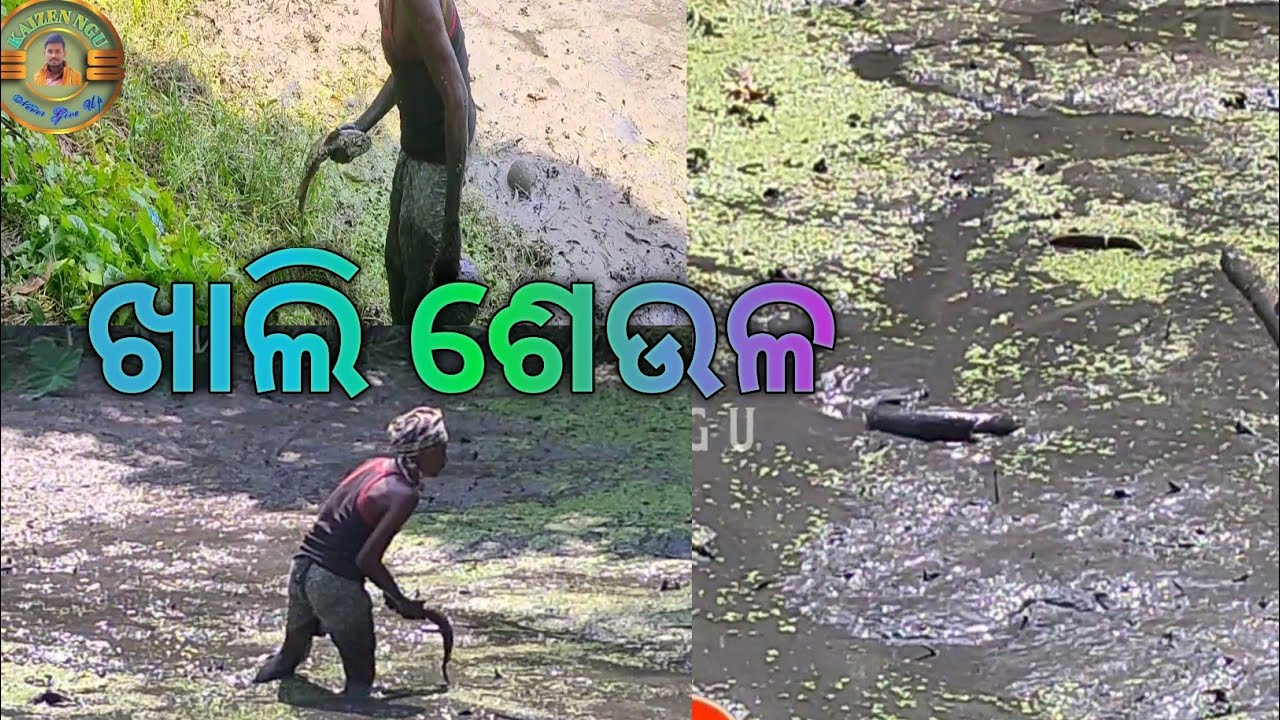 ଖାଲି ଶେଉଳ || Seola machha || Big shol fish || How to catch big shol ...
