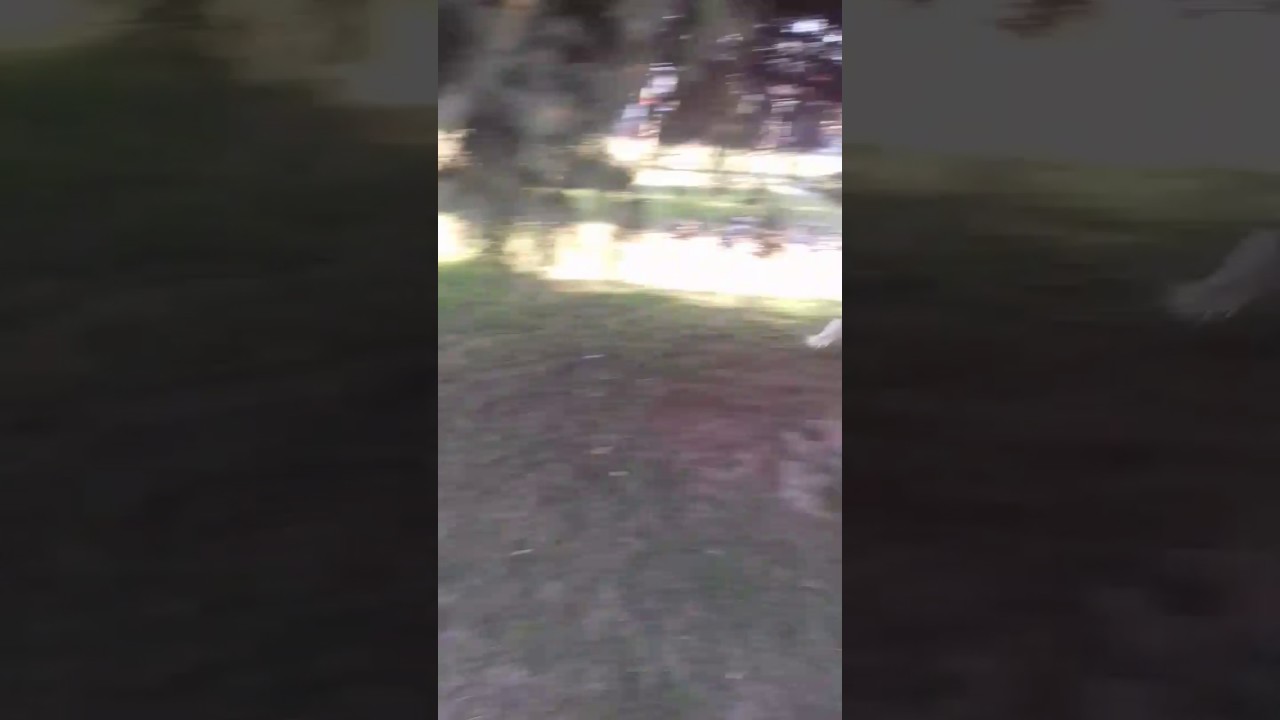 Argint viu - YouTube