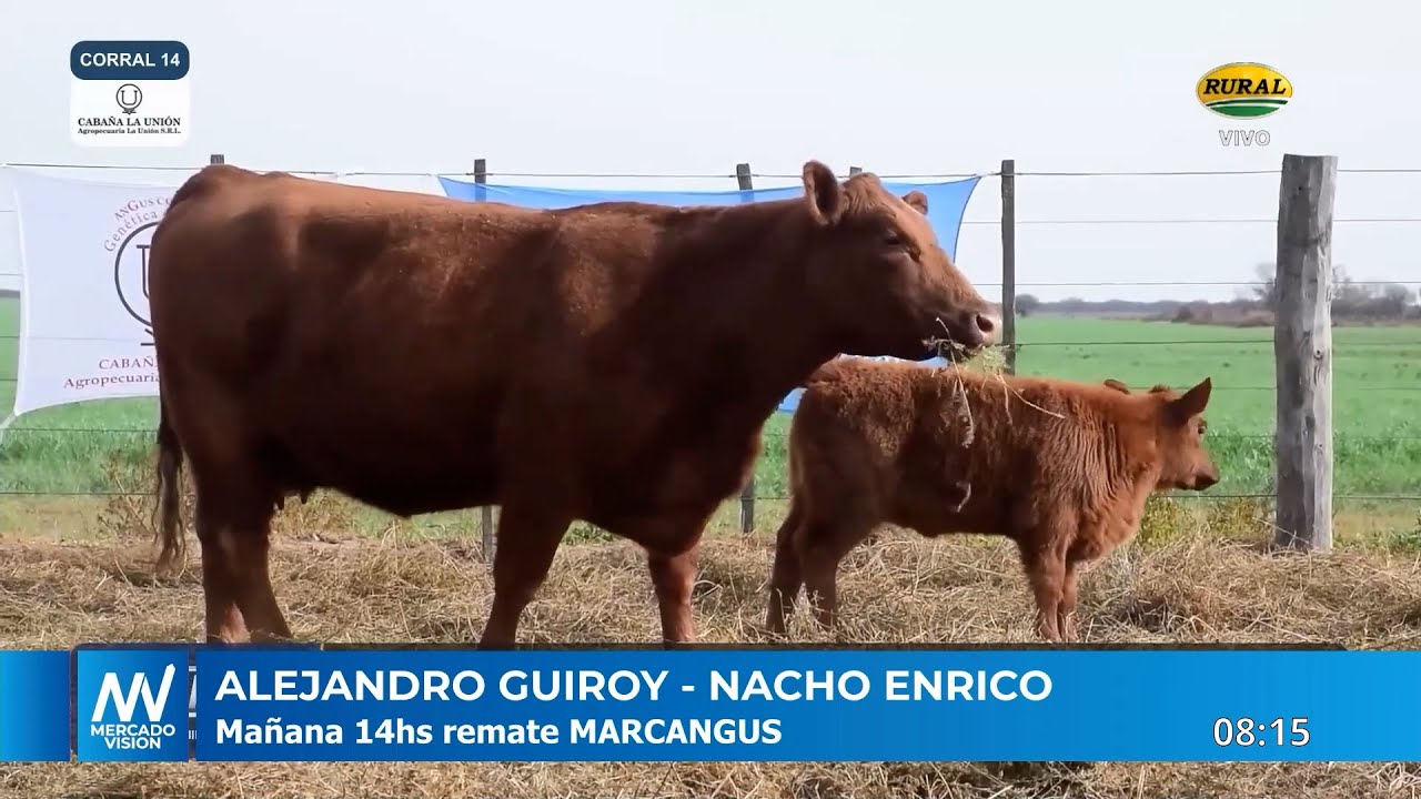 Alejandro Guiroy y Nacho Enrico - Mañana 14 hs remate Marcangus - YouTube