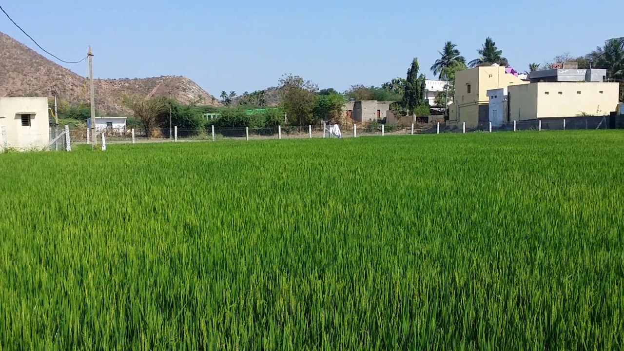 Panta polalu - YouTube