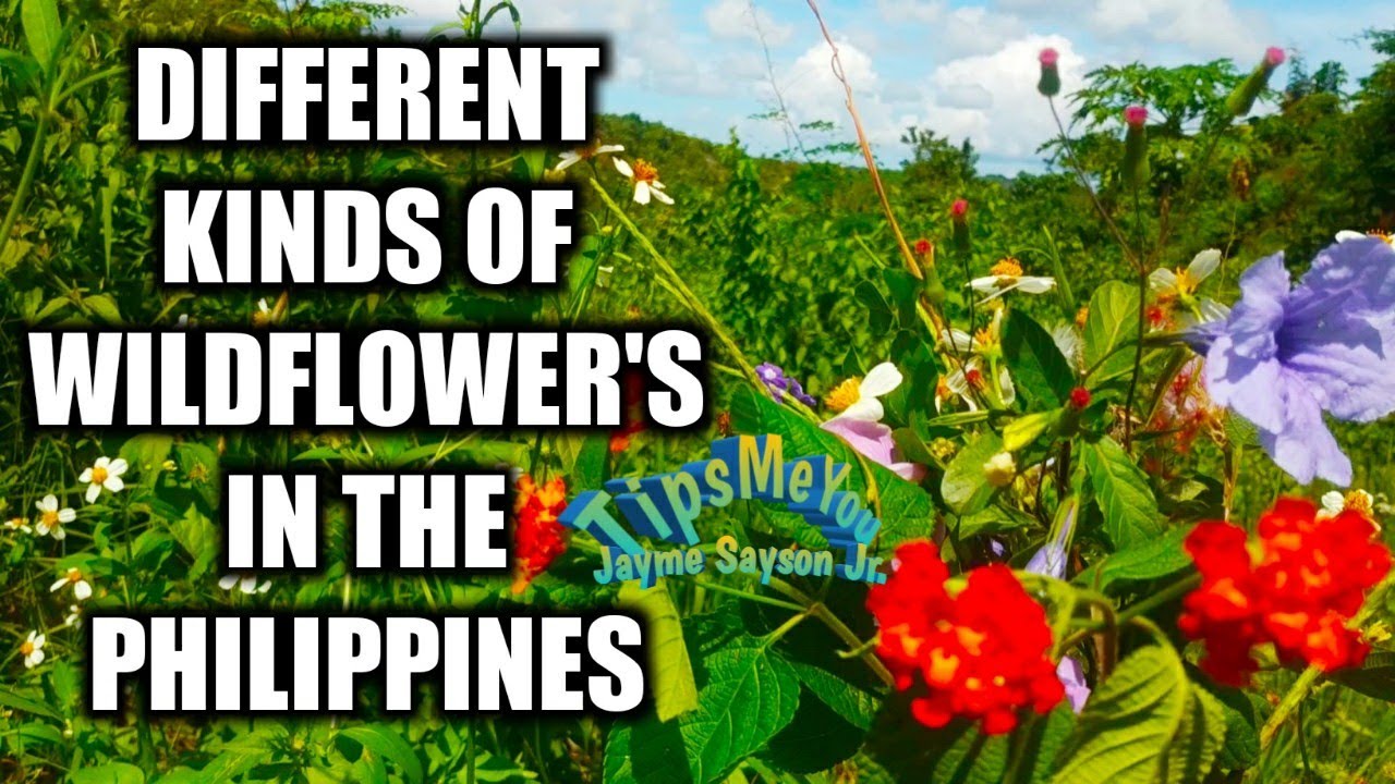 Native Plants And Flowers Of The Philippines, 45% OFF