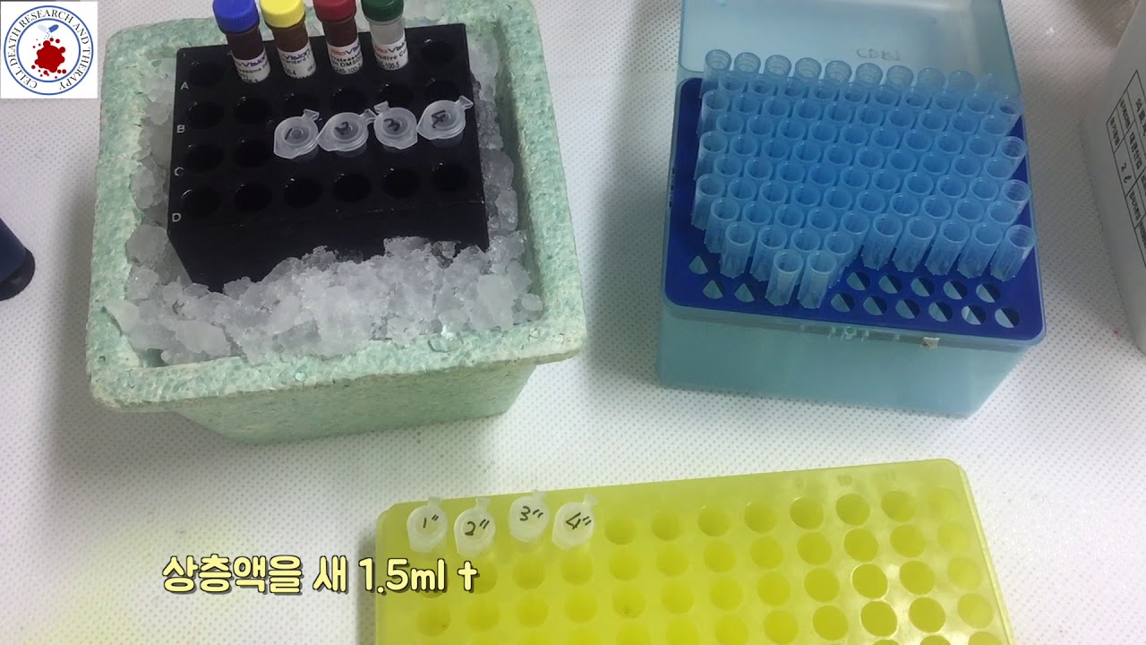 Proteasome Activity Assay - YouTube