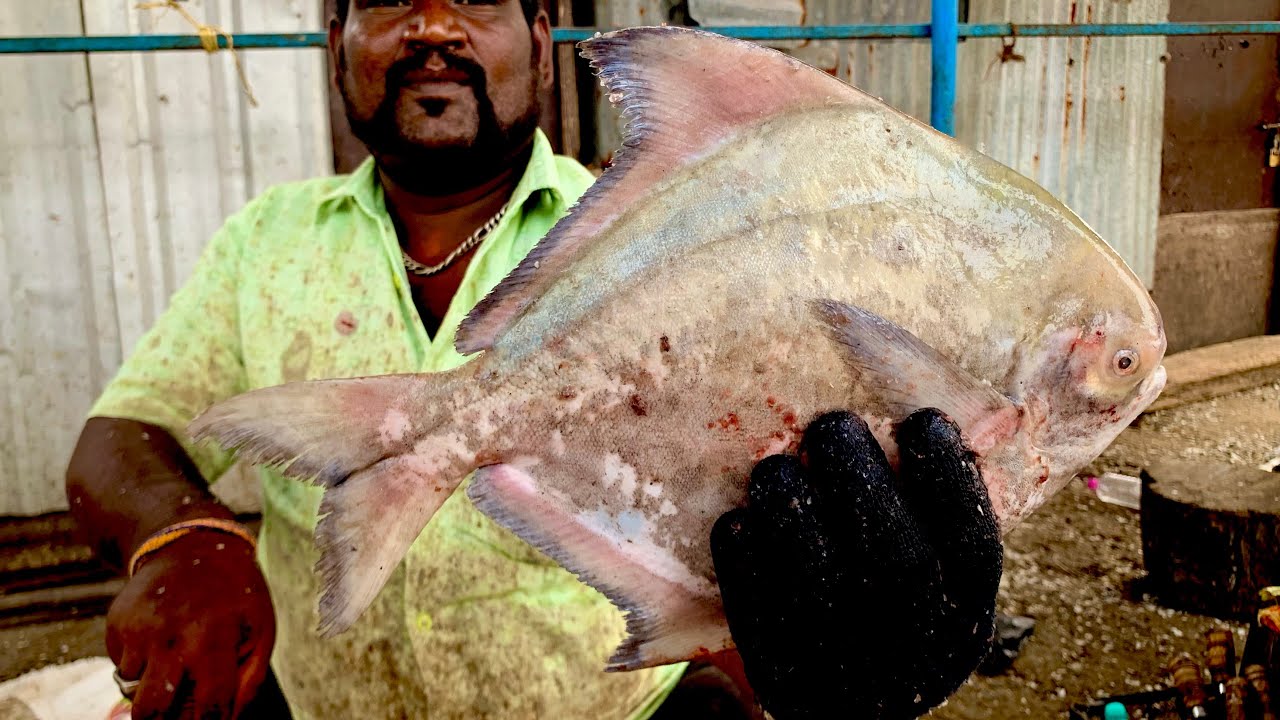 CHINESE WHITE POMFRET FISH CUTS IN INDIAN FISH MARKET FISH CUTS🔪KF FISH ...