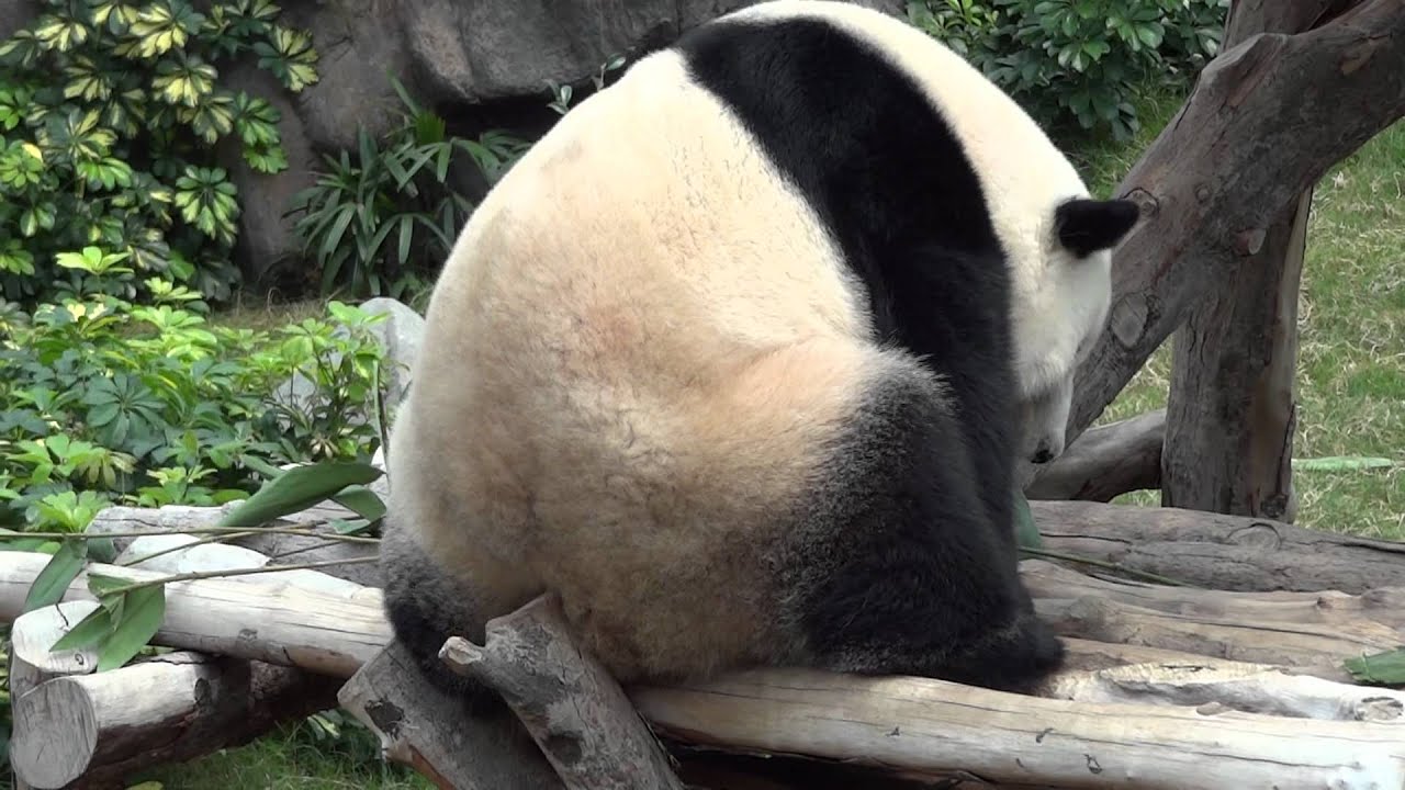 Itchy & Scratchy - Panda scratched its leg and bottom before promptly ...