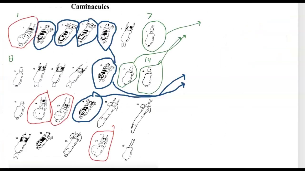 Biology 112 Classification Lab Intro - YouTube