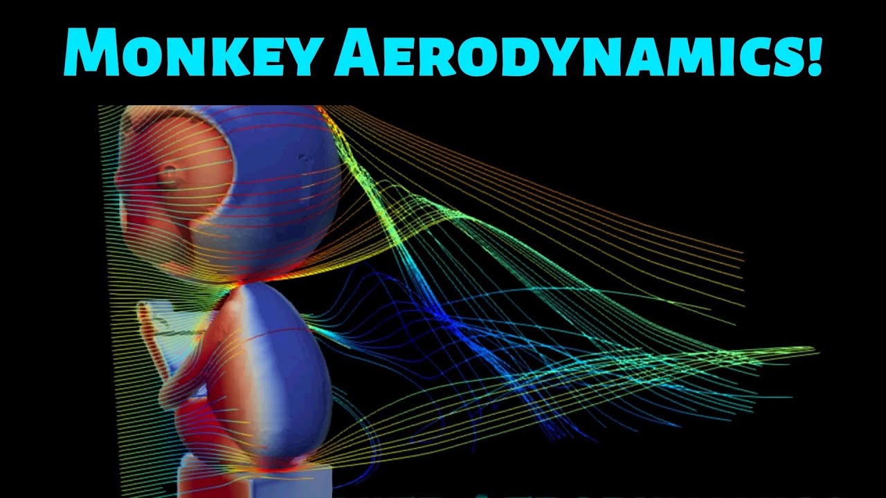 Aerodynamics of a Monkey! - YouTube