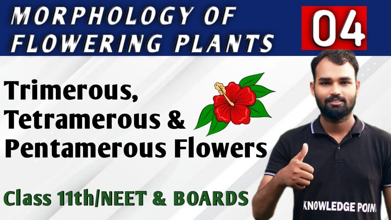 Morphology Of Flowering Plants 04🌺 || Trimerous || Tetramerous ...
