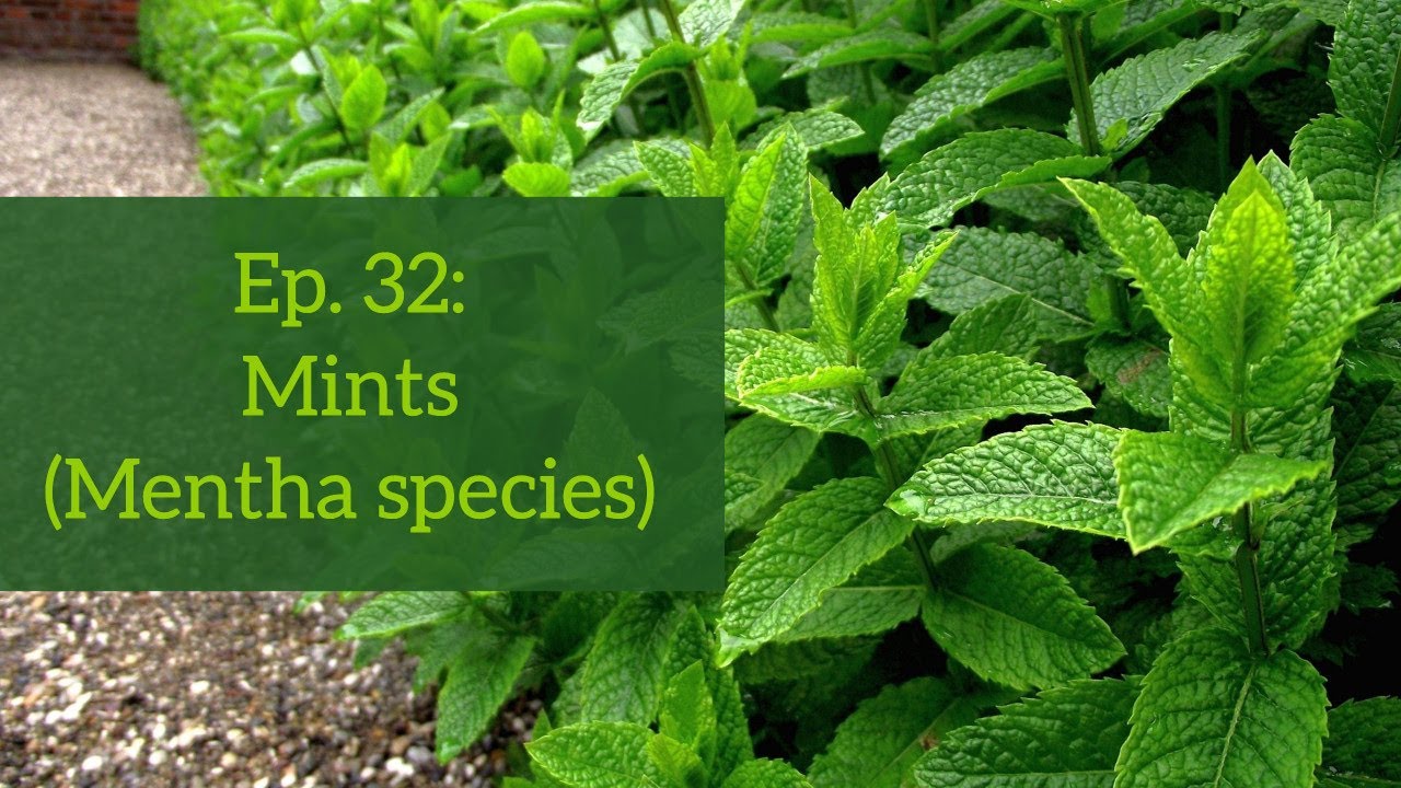 Ep. 32 - Mints (Mentha species) - Homeschooling Plant Lessons ...