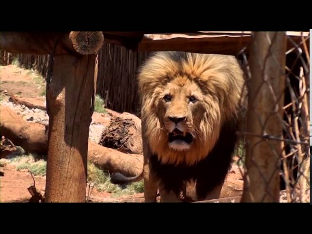 Dead Lion