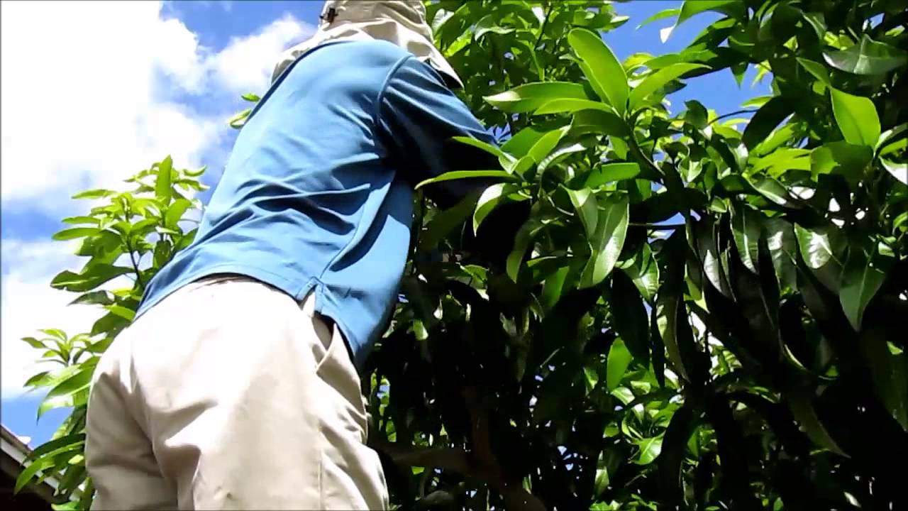 Pruning Rapoza Mango Tree, How Much to Prune? - YouTube