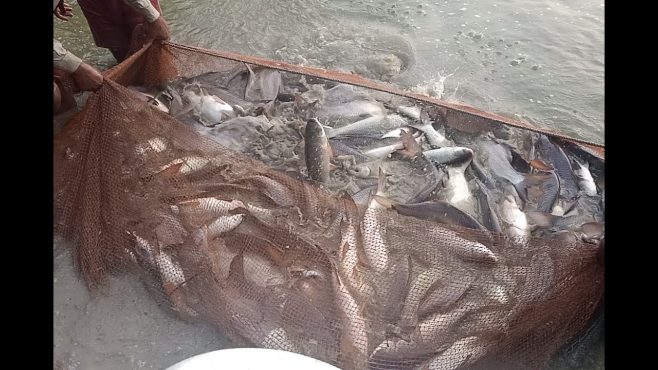 village Traditional Net fishing 04 - YouTube