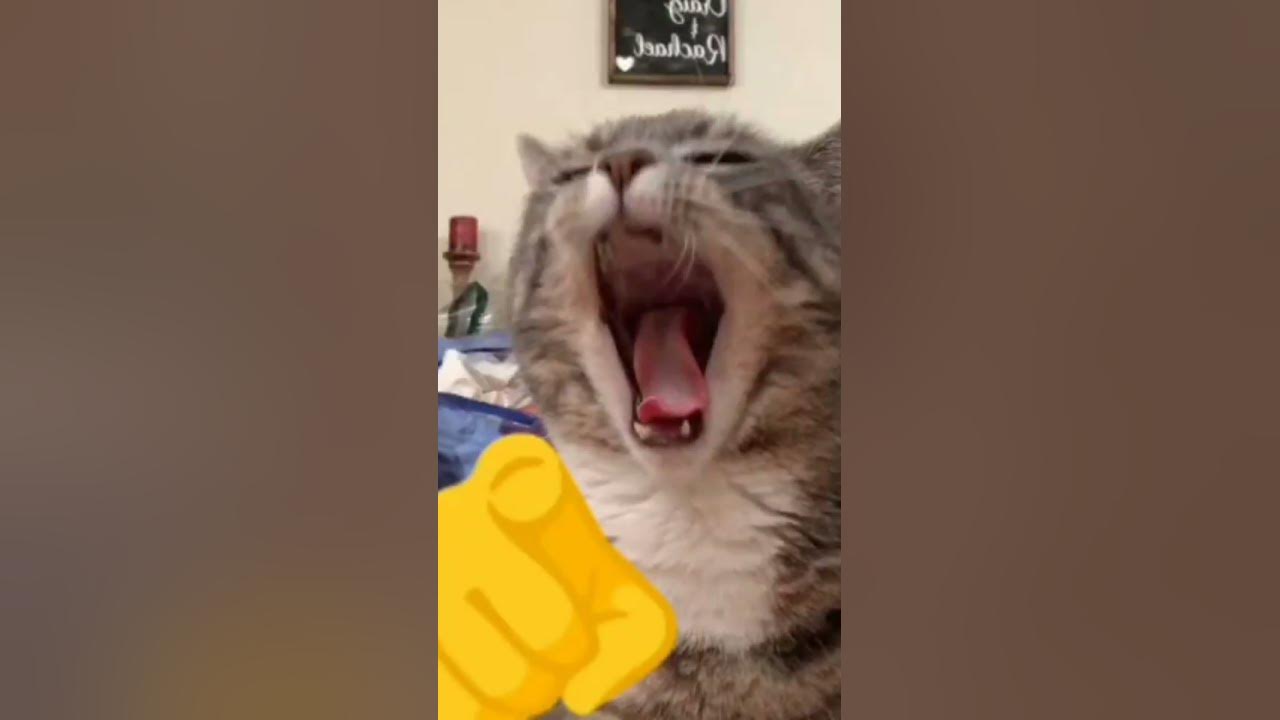 Laugh At Someonecats Memes Sillycat Fyp Youtube